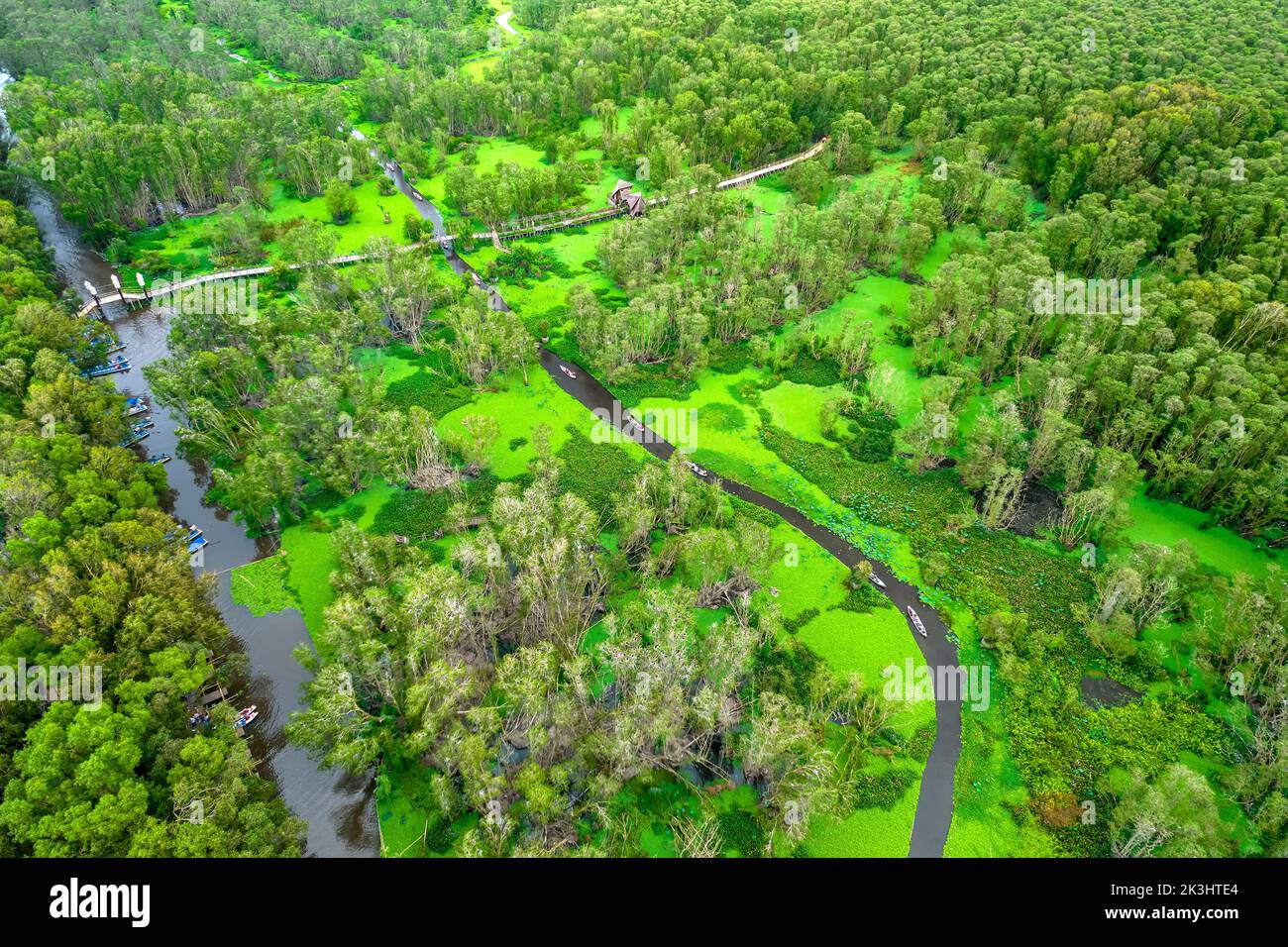 Melaleuca forest in sunny morning, aerial view. Melaleuca trees along ...