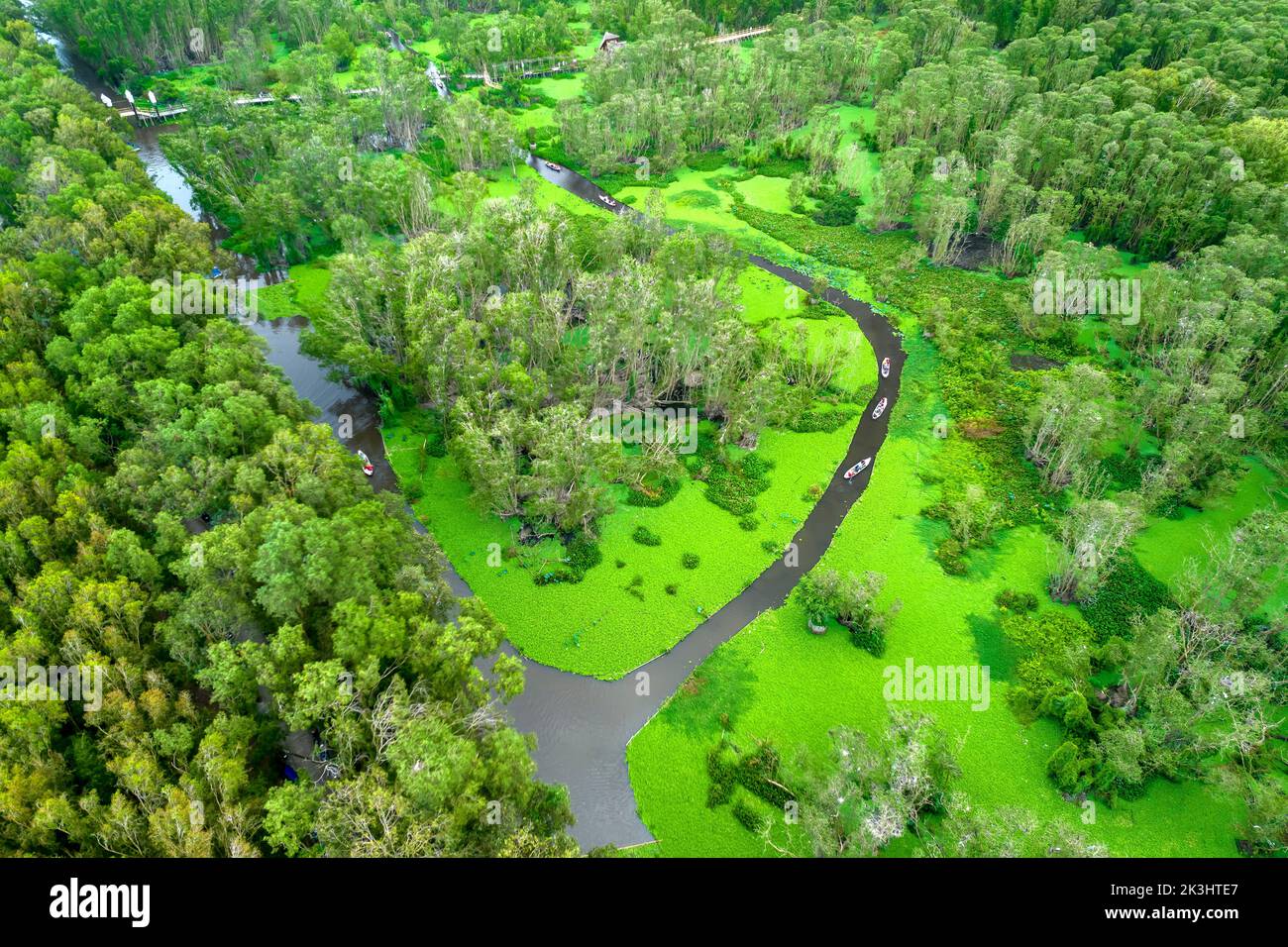 Melaleuca forest in sunny morning, aerial view. Melaleuca trees along ...