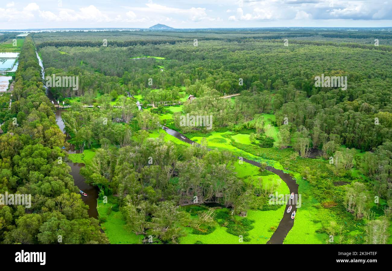 Melaleuca forest in sunny morning, aerial view. Melaleuca trees along ...