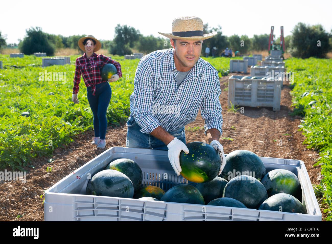 Male farmer neatly stacks watermelons in a large box for transportation ...