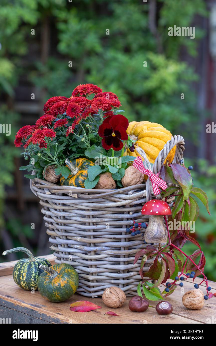 red viola flower and chrysanthemum in basket in autumn garden Stock ...