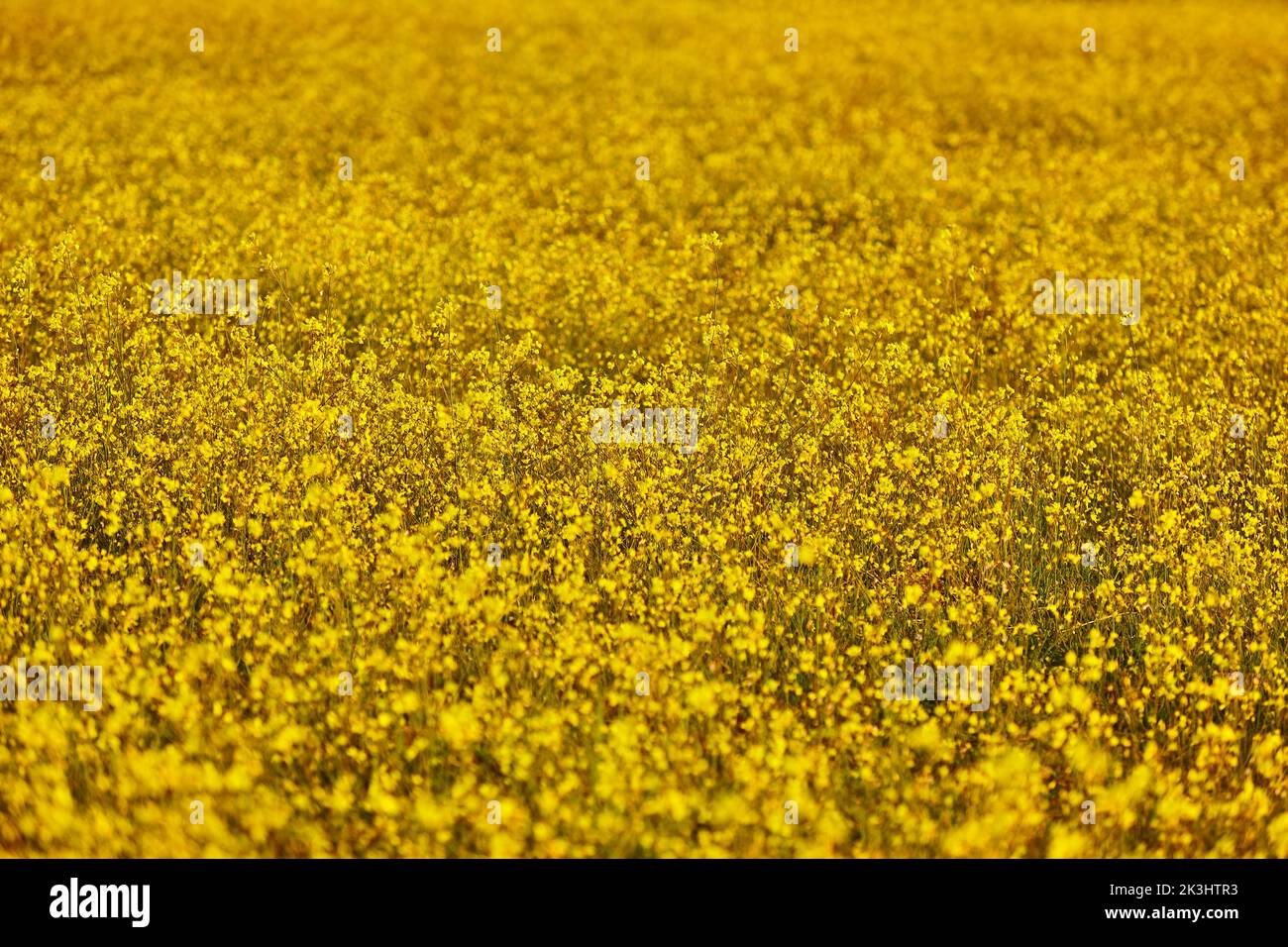 First yellow flowers to bloom in spring. Colorful season background ...