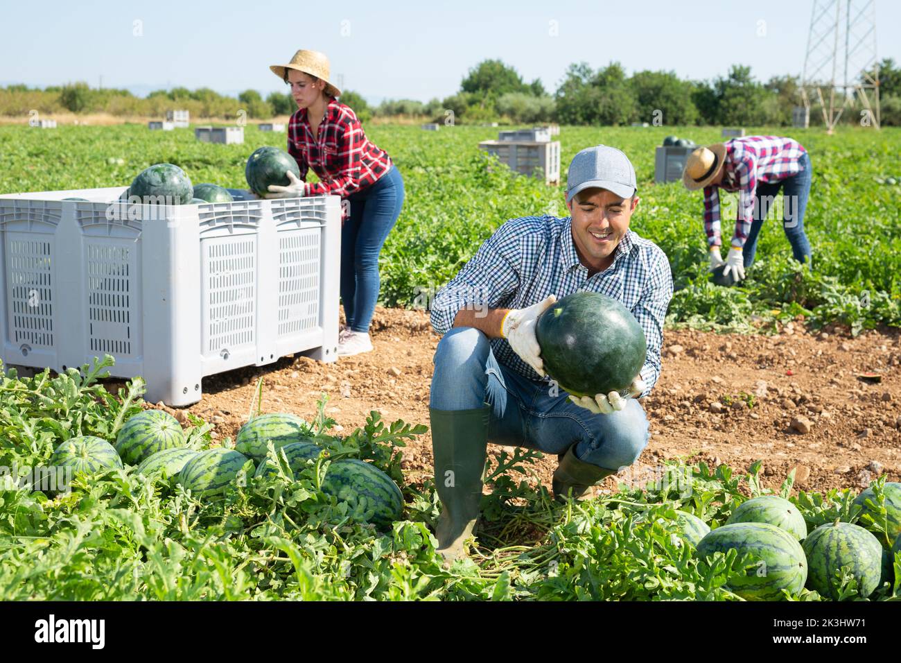 Confident farmer checking watermelon ripeness, thumping rind Stock ...