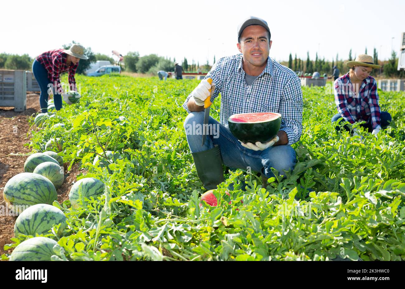 Man posing in field with watermelons crop Stock Photo - Alamy