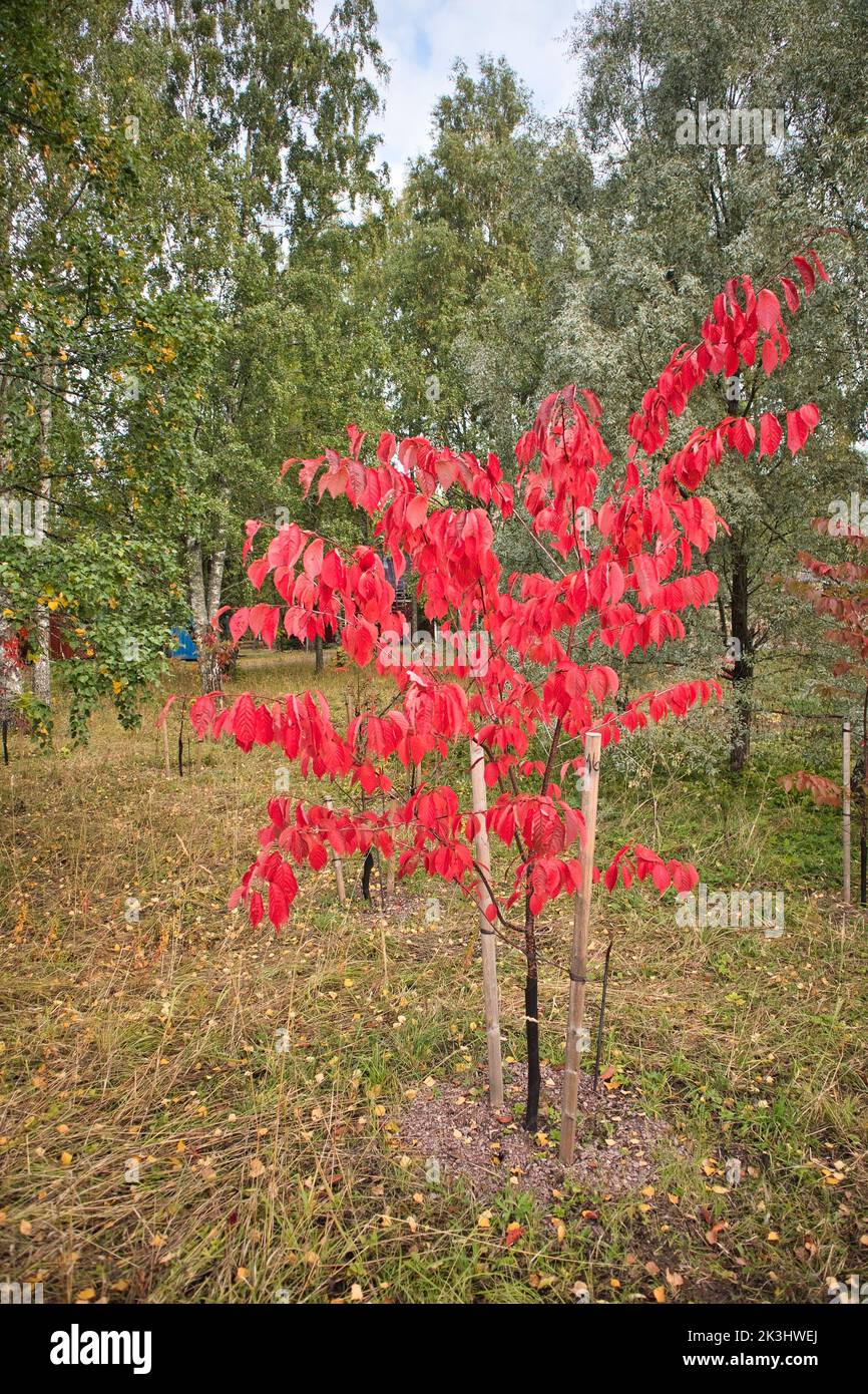 Autumn leaves on Sargent's cherry tree Stock Photo - Alamy