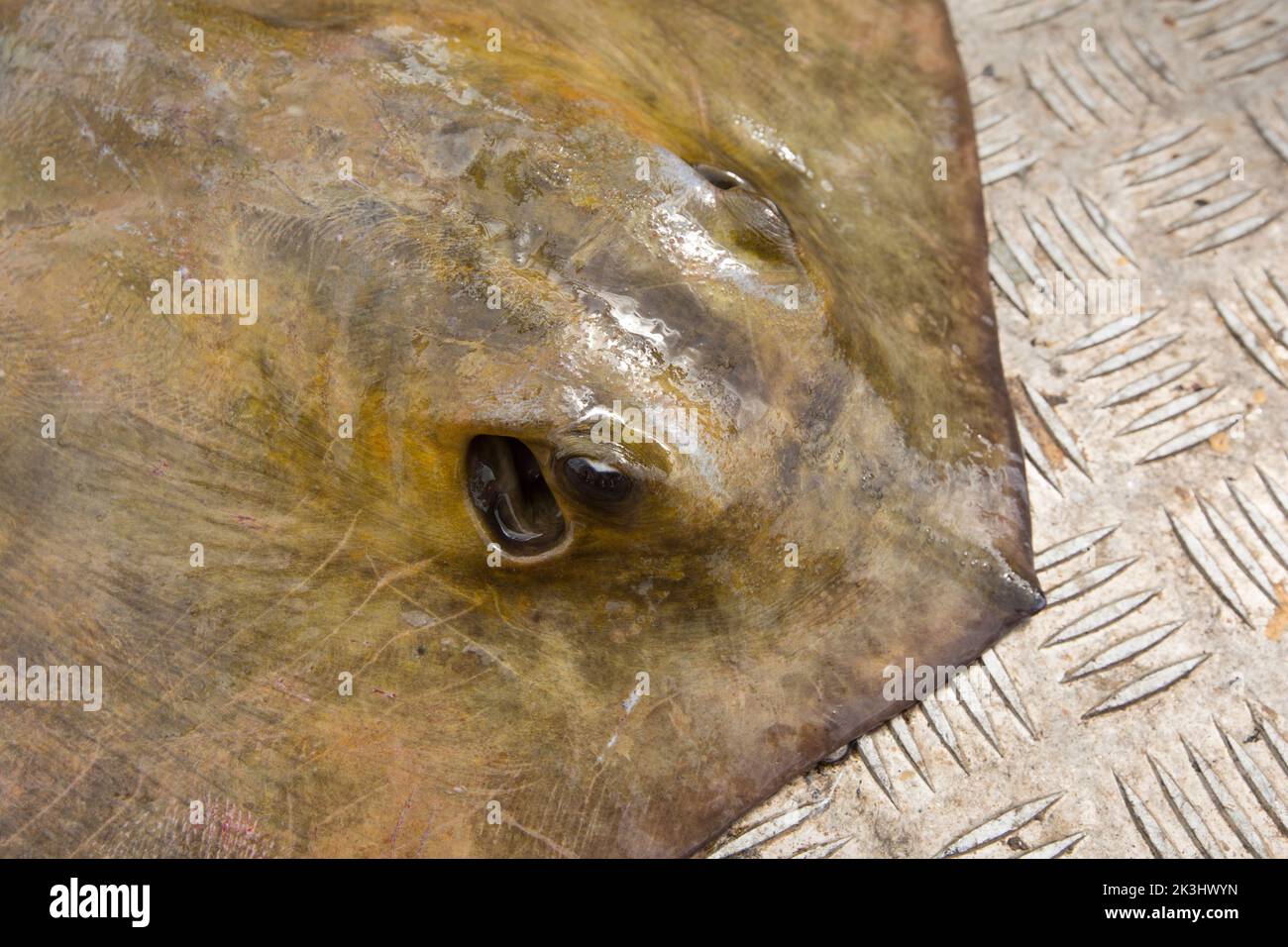 A sting ray, Dasyatis pastinaca, on the deck of a fishing boat before ...