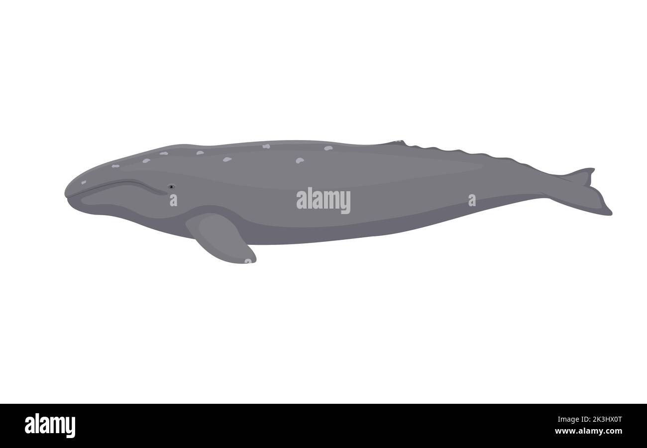 Gray whale. Vector illustration of a gray whale isolated on white. Flat ...