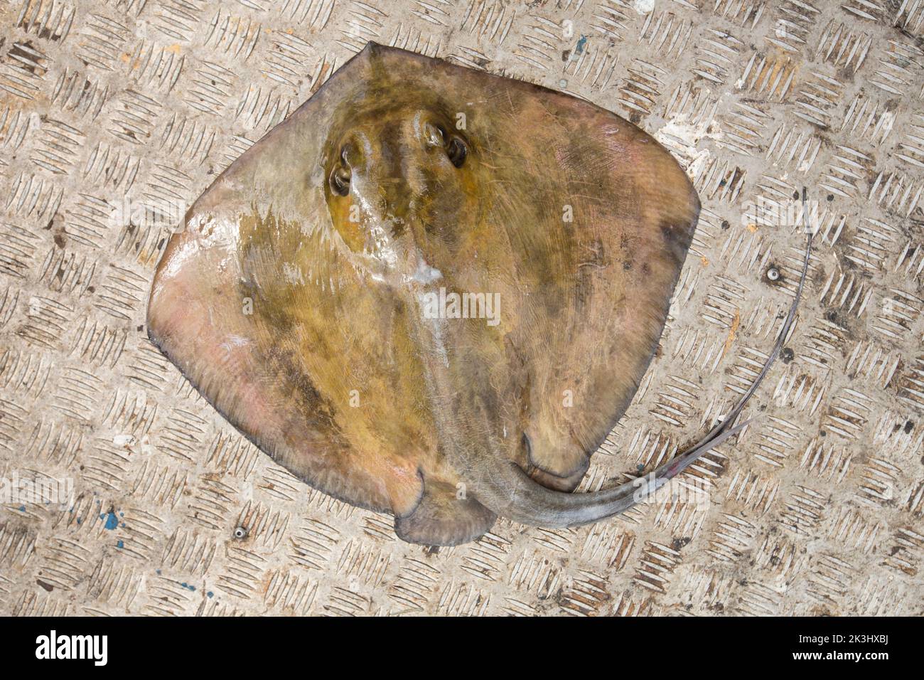 A sting ray, Dasyatis pastinaca, on the deck of a fishing boat before ...
