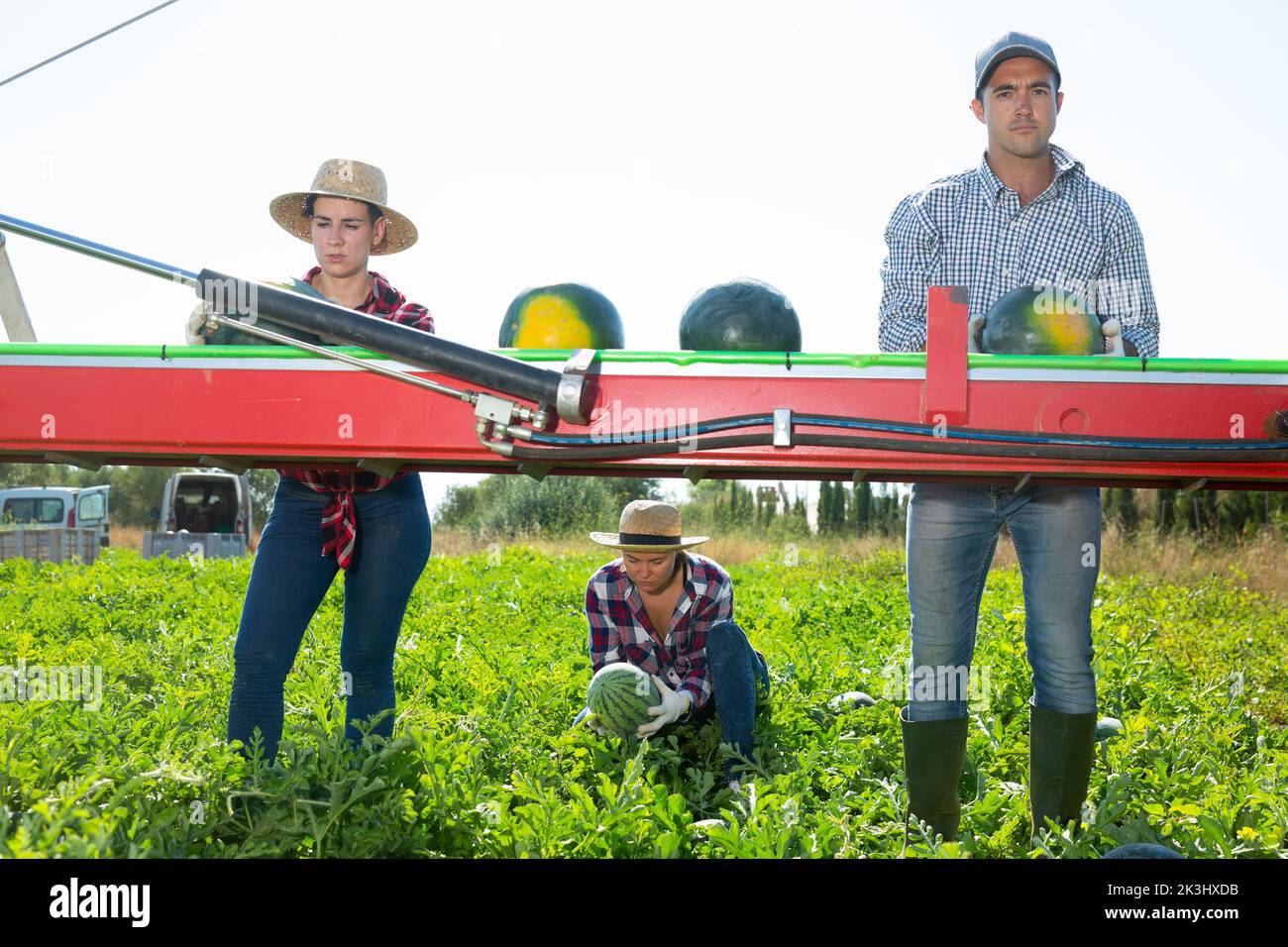 Workers picking ripe watermelons using harvesting machine Stock Photo ...