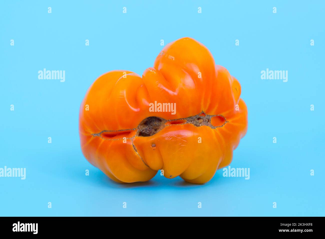 Ugly vegetables concept. Tomatoes of various unusual shapes on a blue ...