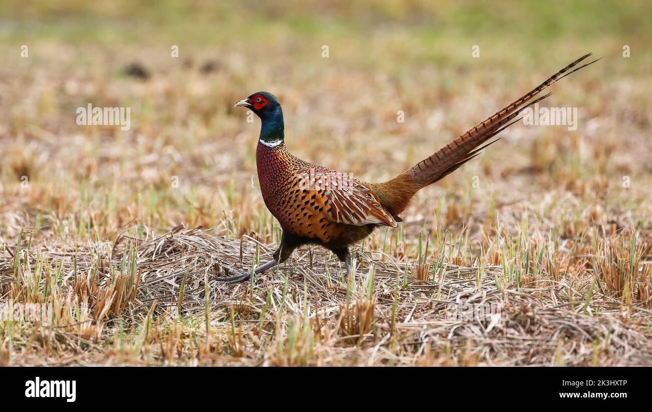 Common pheasant walking on field in agriculture land Stock Photo - Alamy