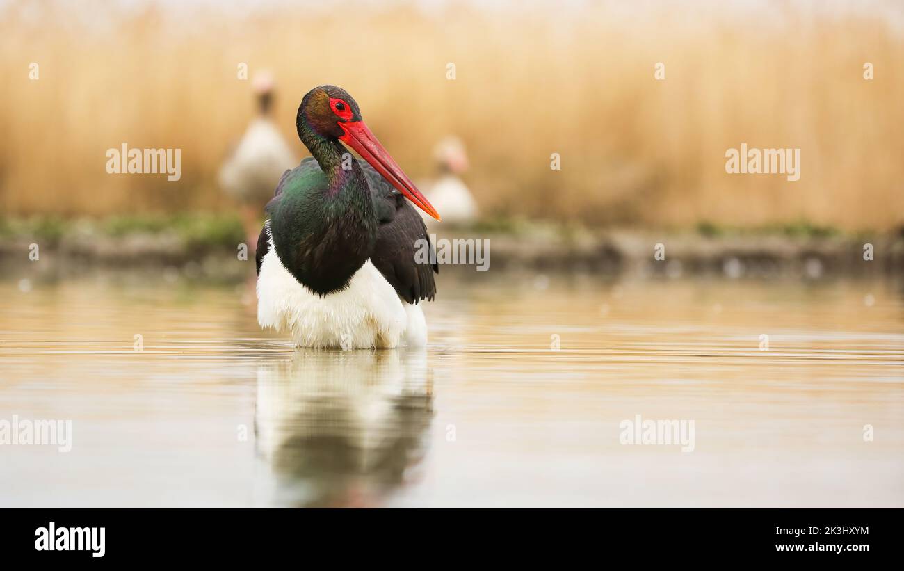 Black stork wading on river in autumn environment from front Stock ...