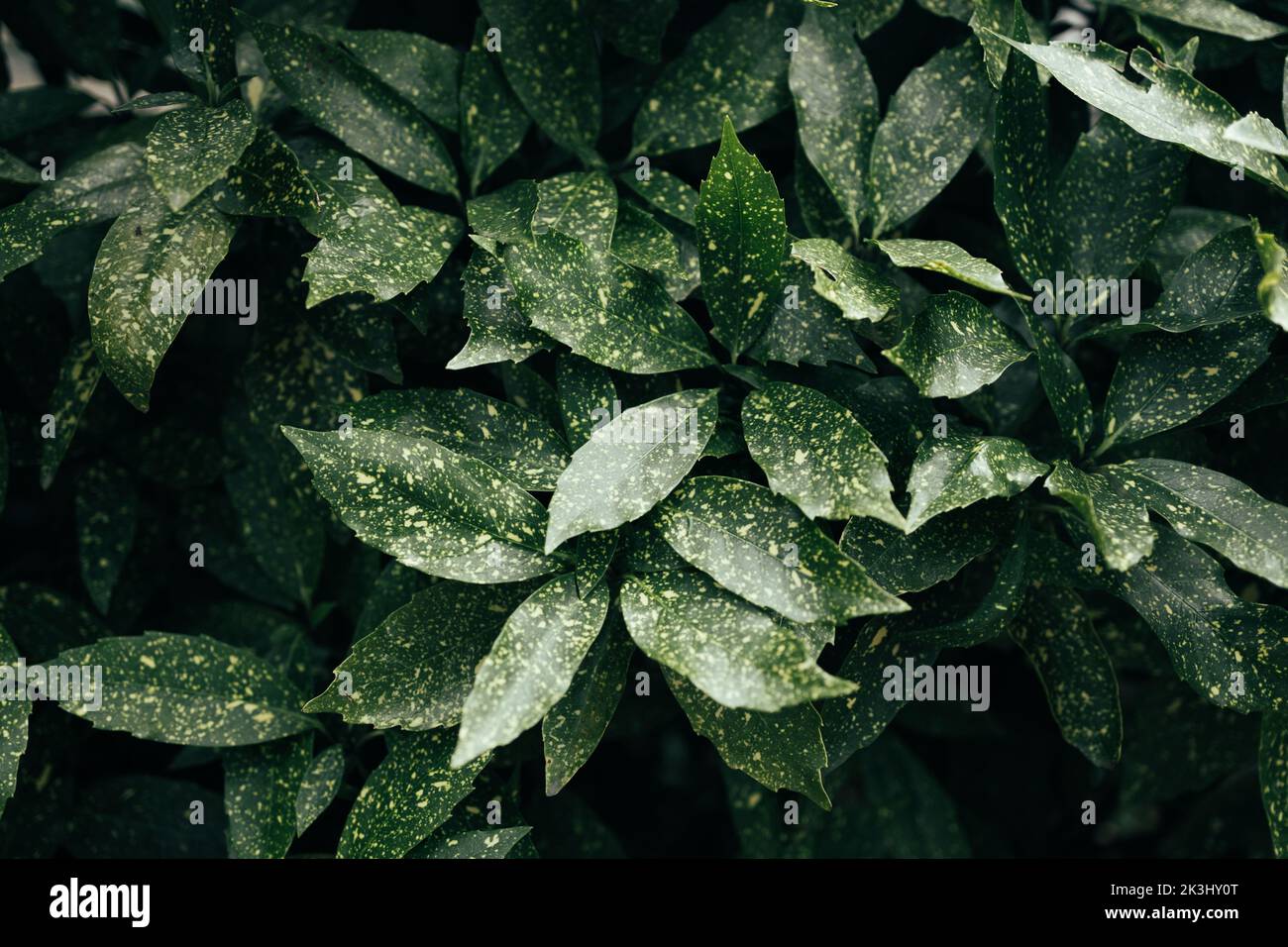 Aucuba japonica or japanese laurel spotted leaves pattern background ...