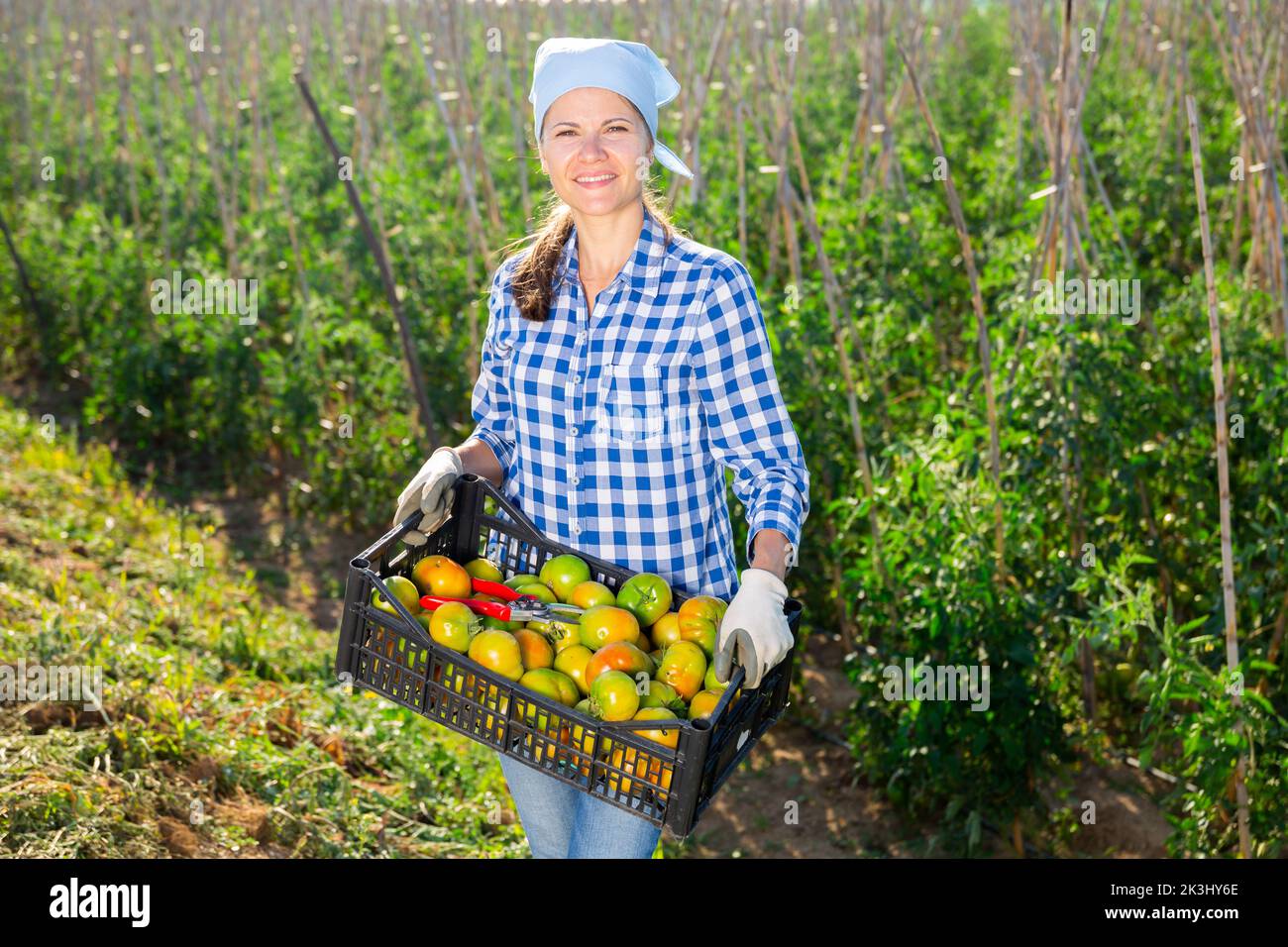 Underripe tomatoes hi-res stock photography and images - Alamy