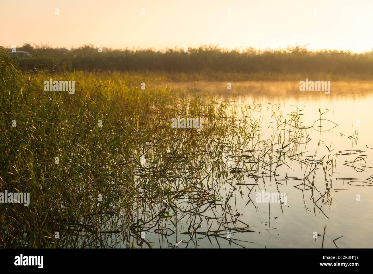 Beautiful golden hour from Umm Al Quwain swamps, UAE Stock Photo - Alamy