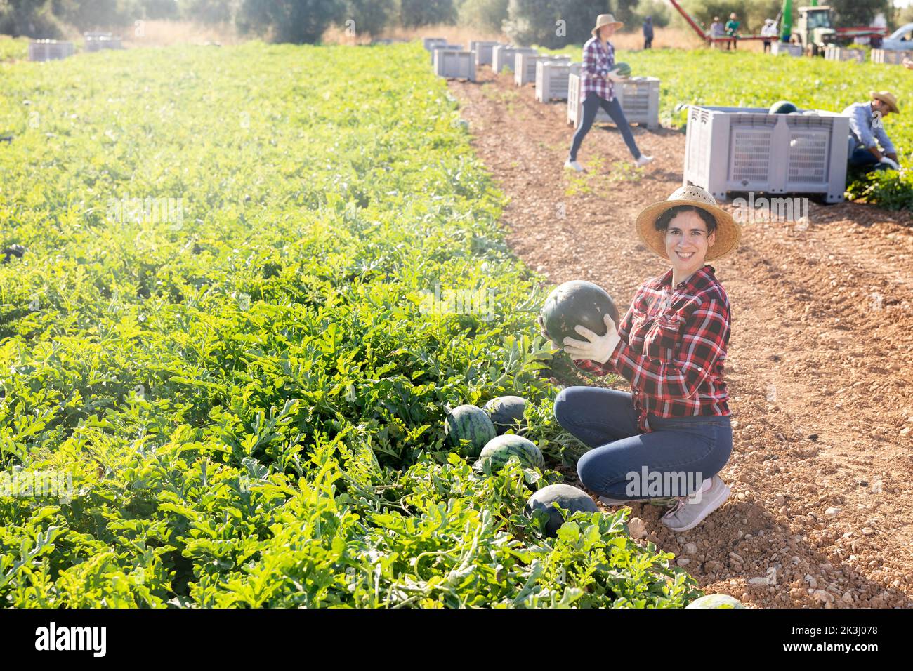 Woman harvesting watermelons on fruit farm Stock Photo - Alamy