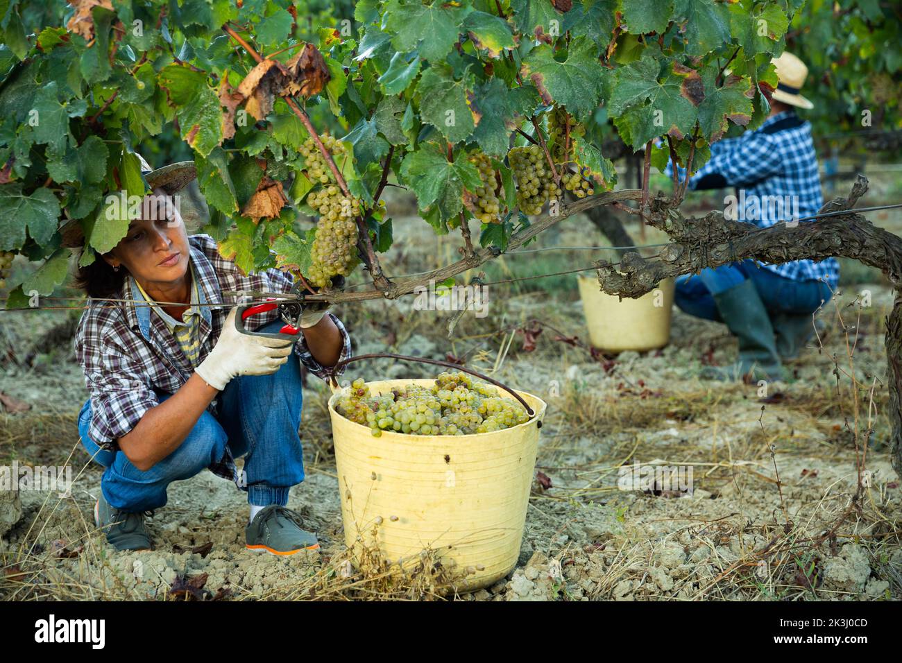 Female farmer picking harvest of green grapes in vineyard Stock Photo - Alamy