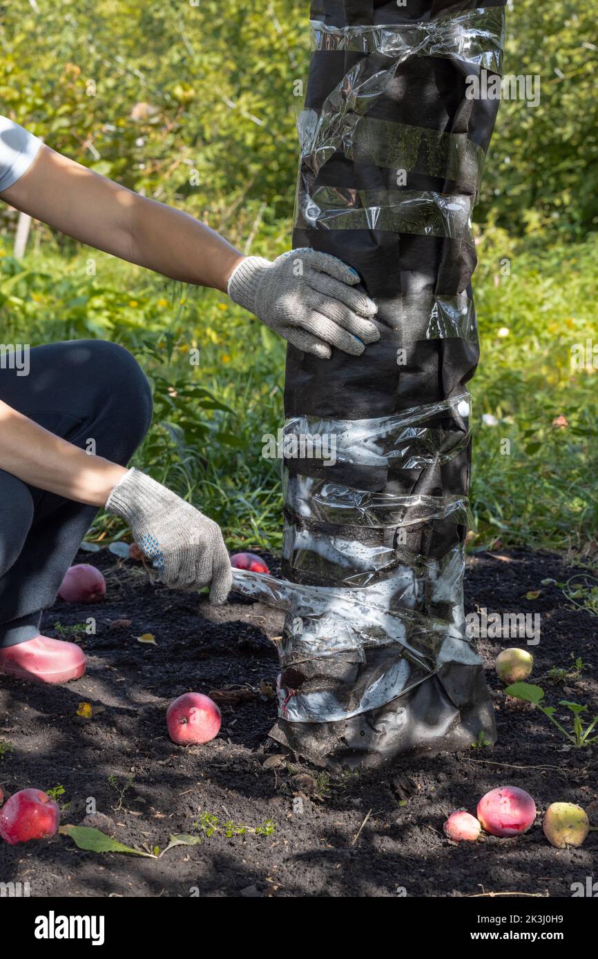 the farmer protects the apple tree from rodents in the garden. High ...