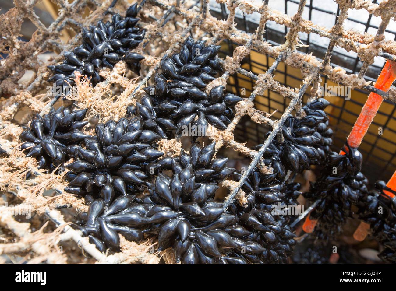 Eggs from the Cuttlefish, Sepia officinalis, attached to a cuttlefish ...