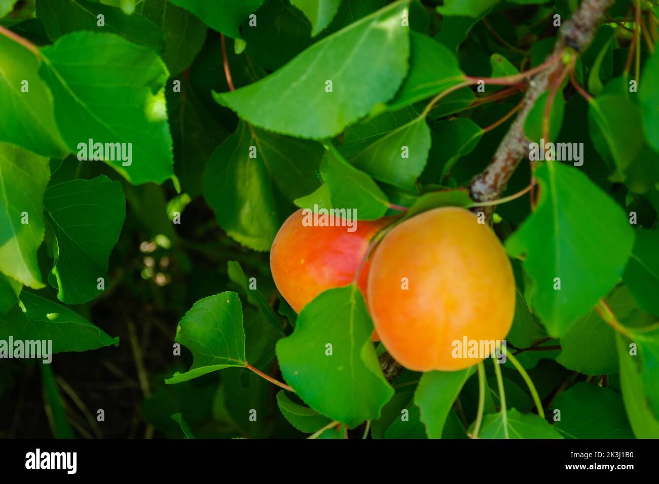 Ripe apricot fruits illuminated by the morning sun during harvest in a ...