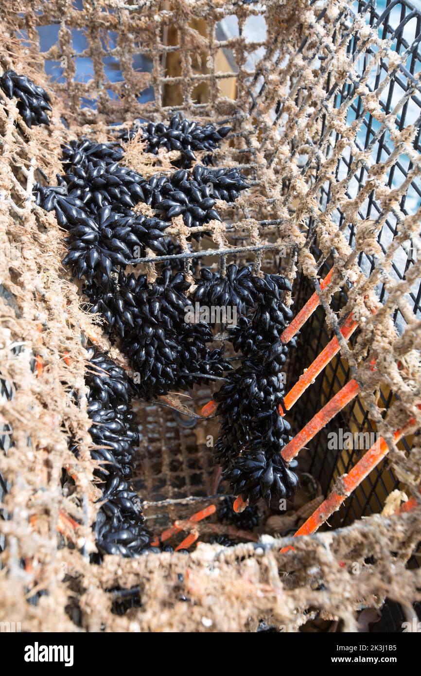 Eggs from the Cuttlefish, Sepia officinalis, attached to a cuttlefish ...