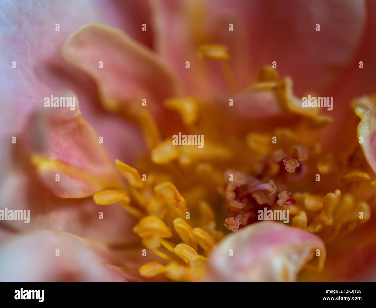 Close-up delicate rose pollens and petals of Distant drums rose as ...
