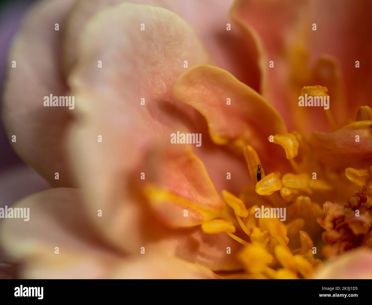 Close-up The Thrips are hiding in the rose pollen Stock Photo - Alamy