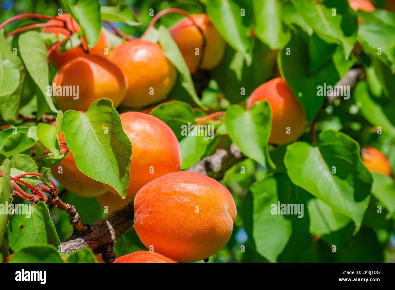 Ripe apricot fruits illuminated by the morning sun during harvest in a ...