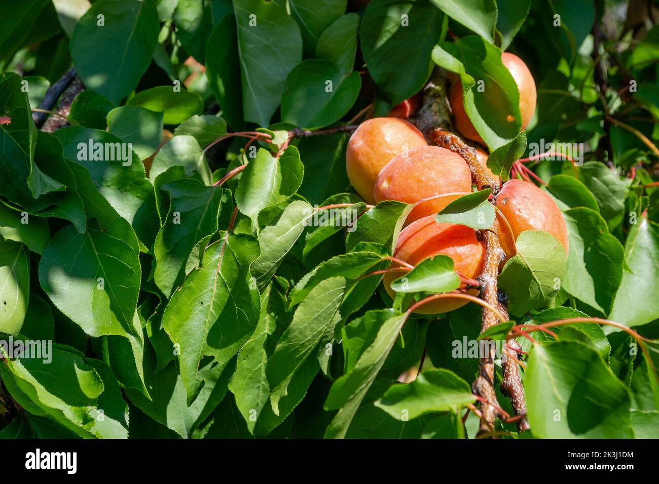 Ripe apricot fruits illuminated by the morning sun during harvest in a ...