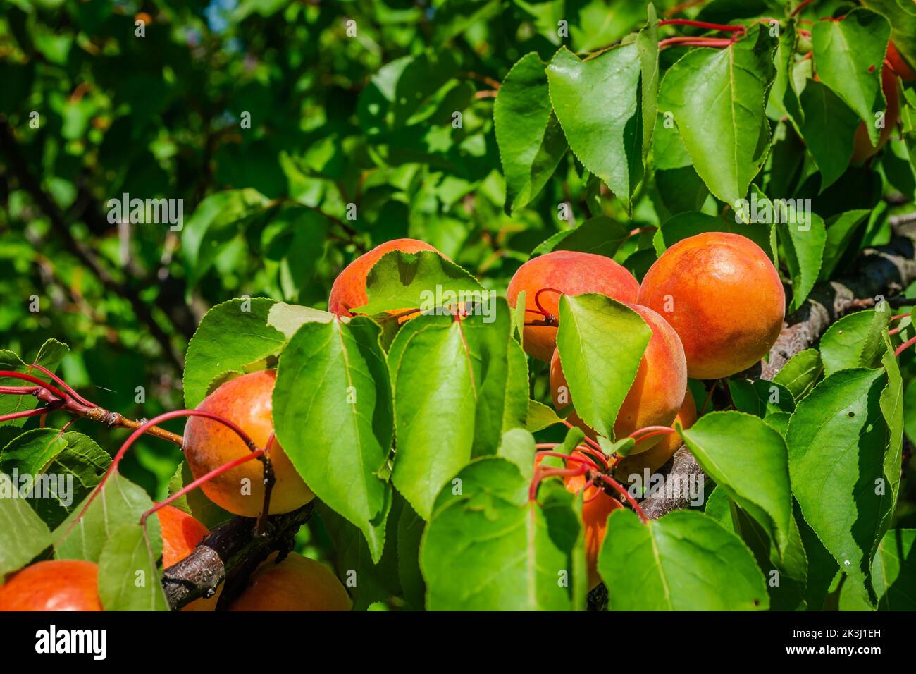 Ripe apricot fruits illuminated by the morning sun during harvest in a ...