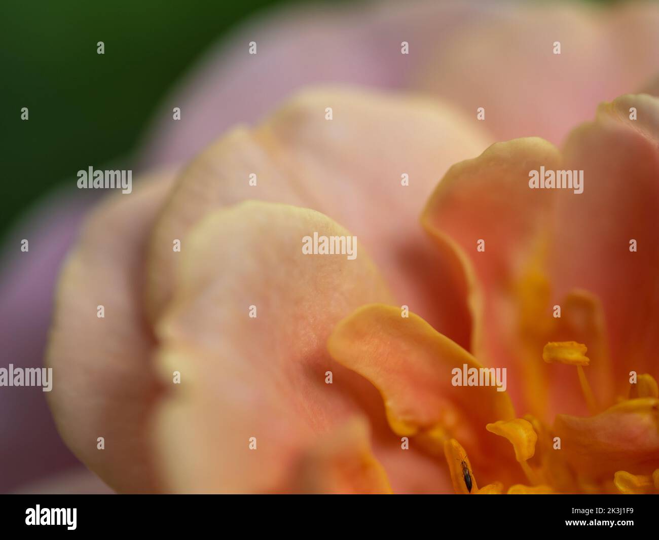 Close-up delicate rose pollens and petals as nature background Stock ...