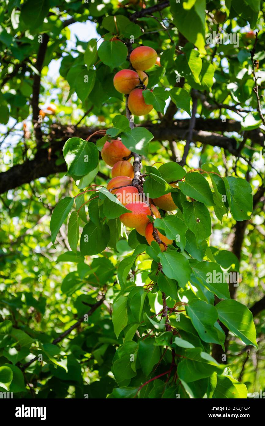 Ripe apricot fruits illuminated by the morning sun during harvest in a ...