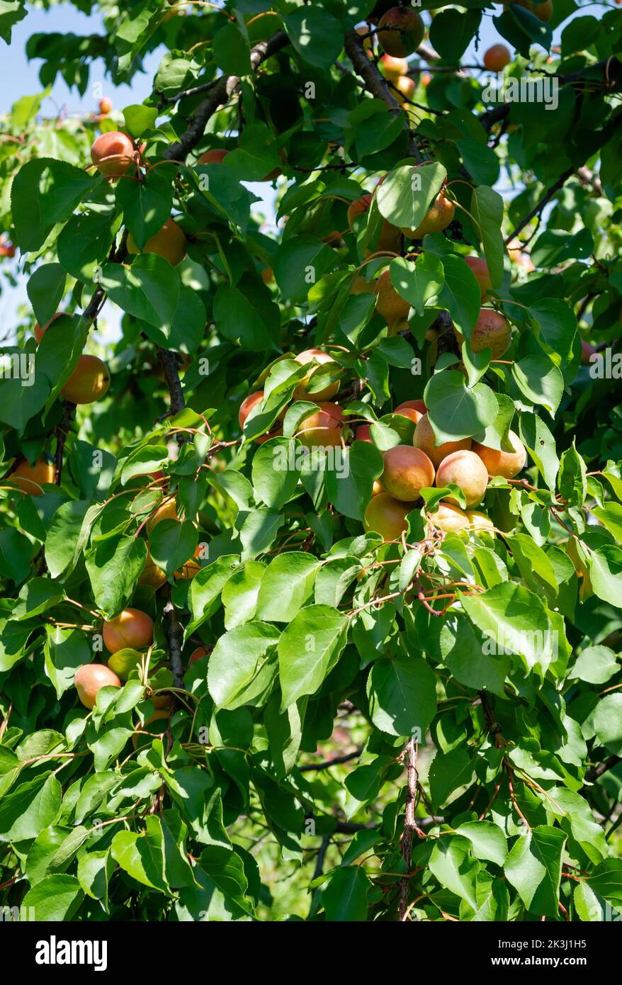 Ripe apricot fruits illuminated by the morning sun during harvest in a ...