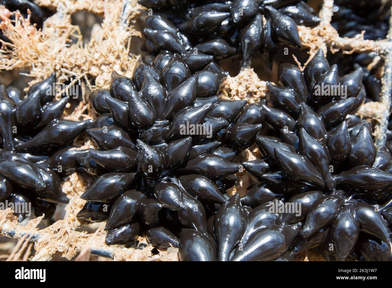 Black of cuttlefish hi-res stock photography and images - Alamy