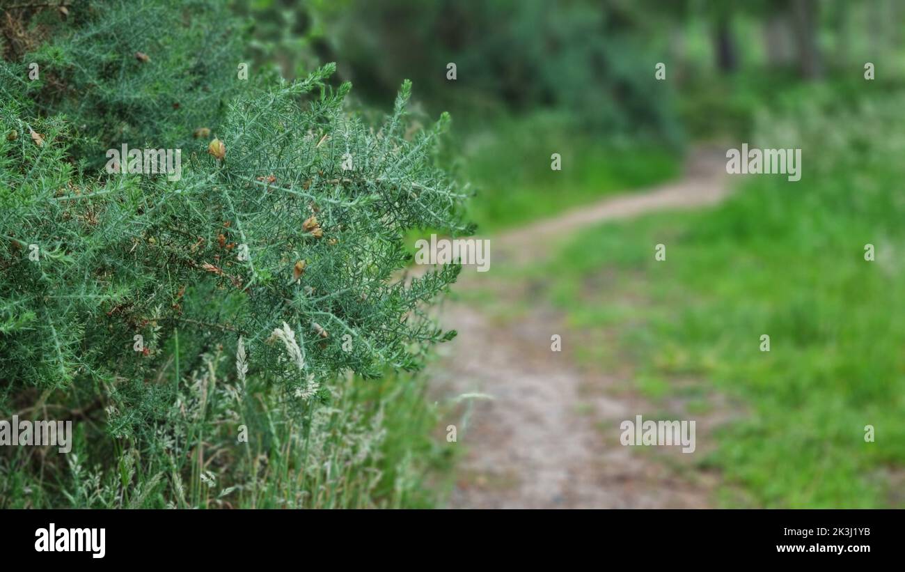 A shallow focus of evergreen tree branches at the footpath through a ...