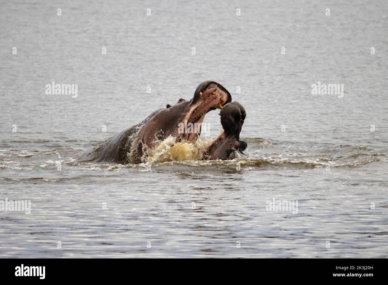These two huge hippos lock jaws in a show of dominace. Kruger National ...