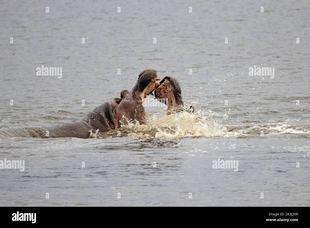 The hippo can run up to 19 miles per hour. Kruger National Park, South ...