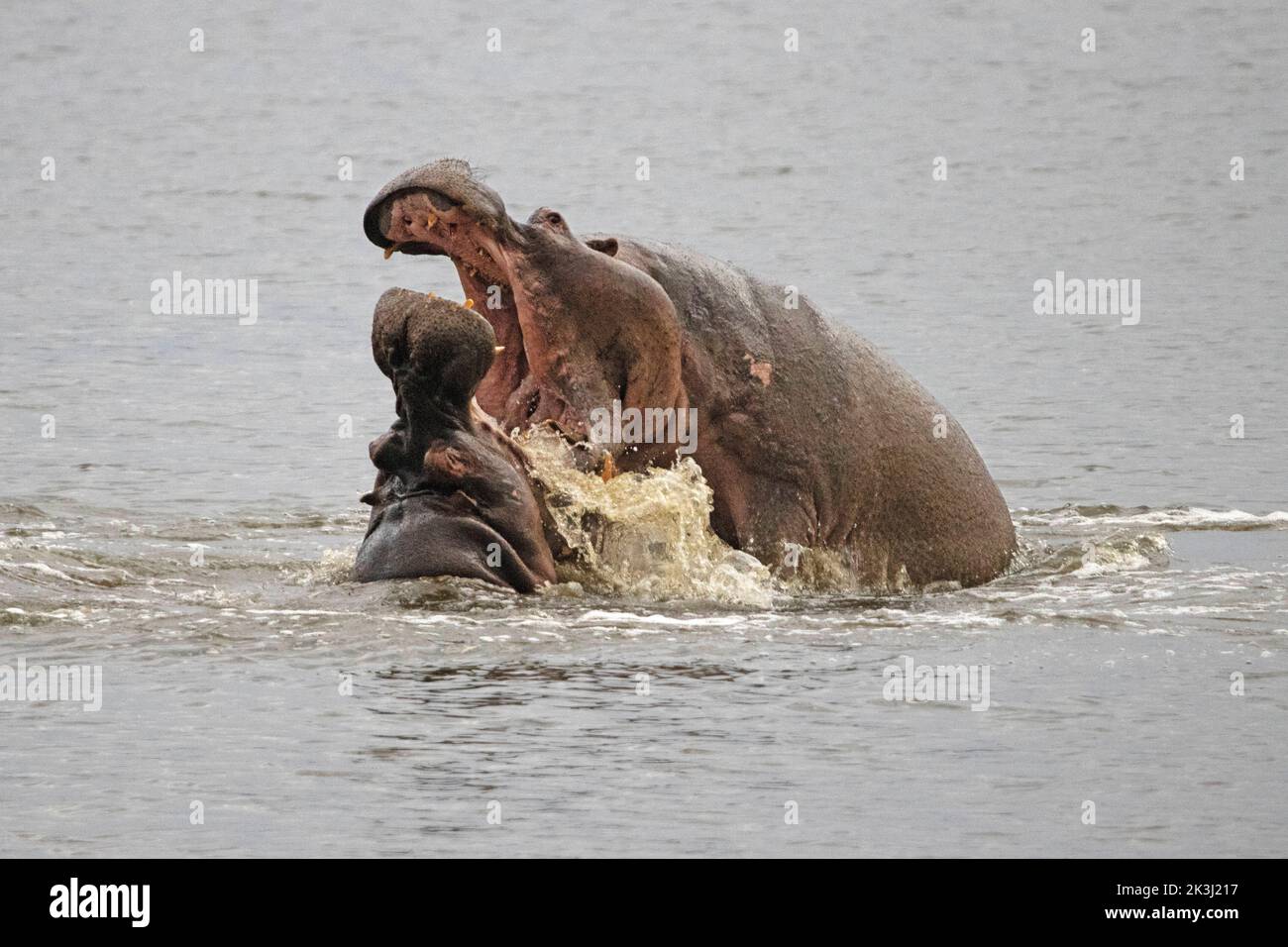 A hippo leaps from the water. Kruger National Park, South Africa: THESE ...