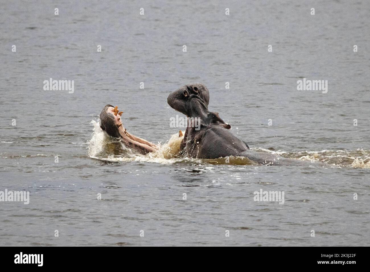 The hippo submerges in defeat. Kruger National Park, South Africa ...