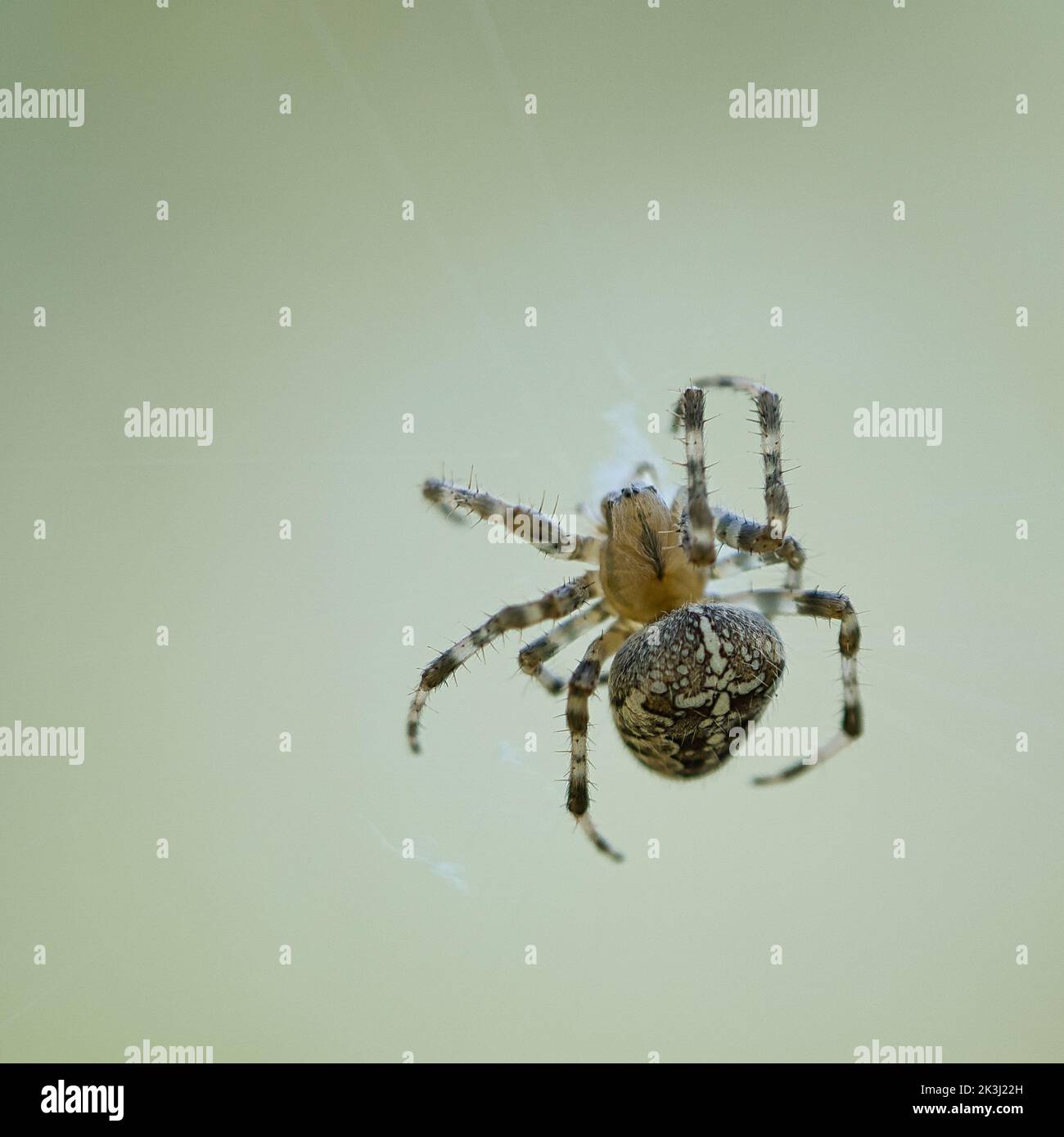 Cross spider shot crawling on a spider thread. Halloween fright ...