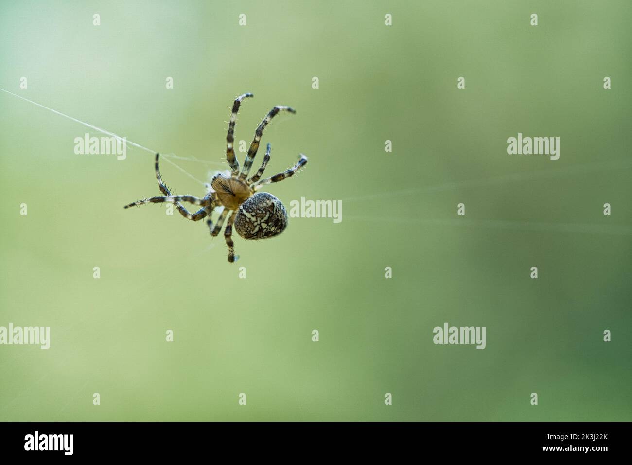 Cross spider crawling on a spider thread. Halloween fright. Blurred ...