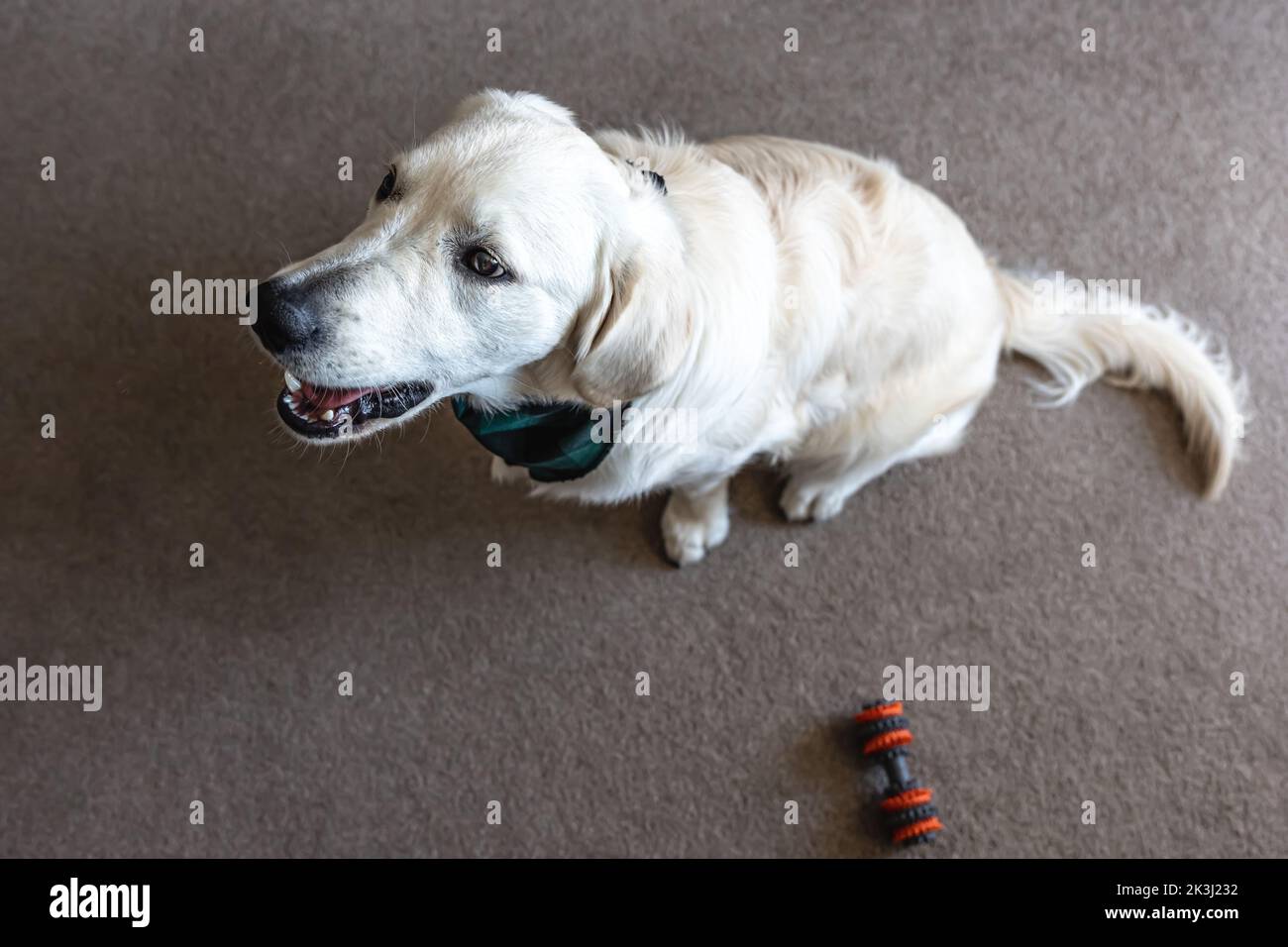 Dog labrador close-up in the interior of the house Stock Photo - Alamy