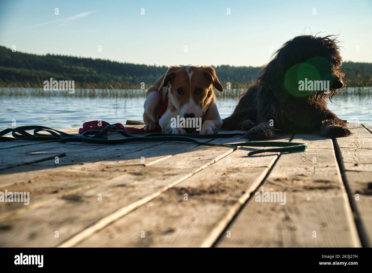 Dog lovers lying on a jetty and looking at the lake in Sweden ...