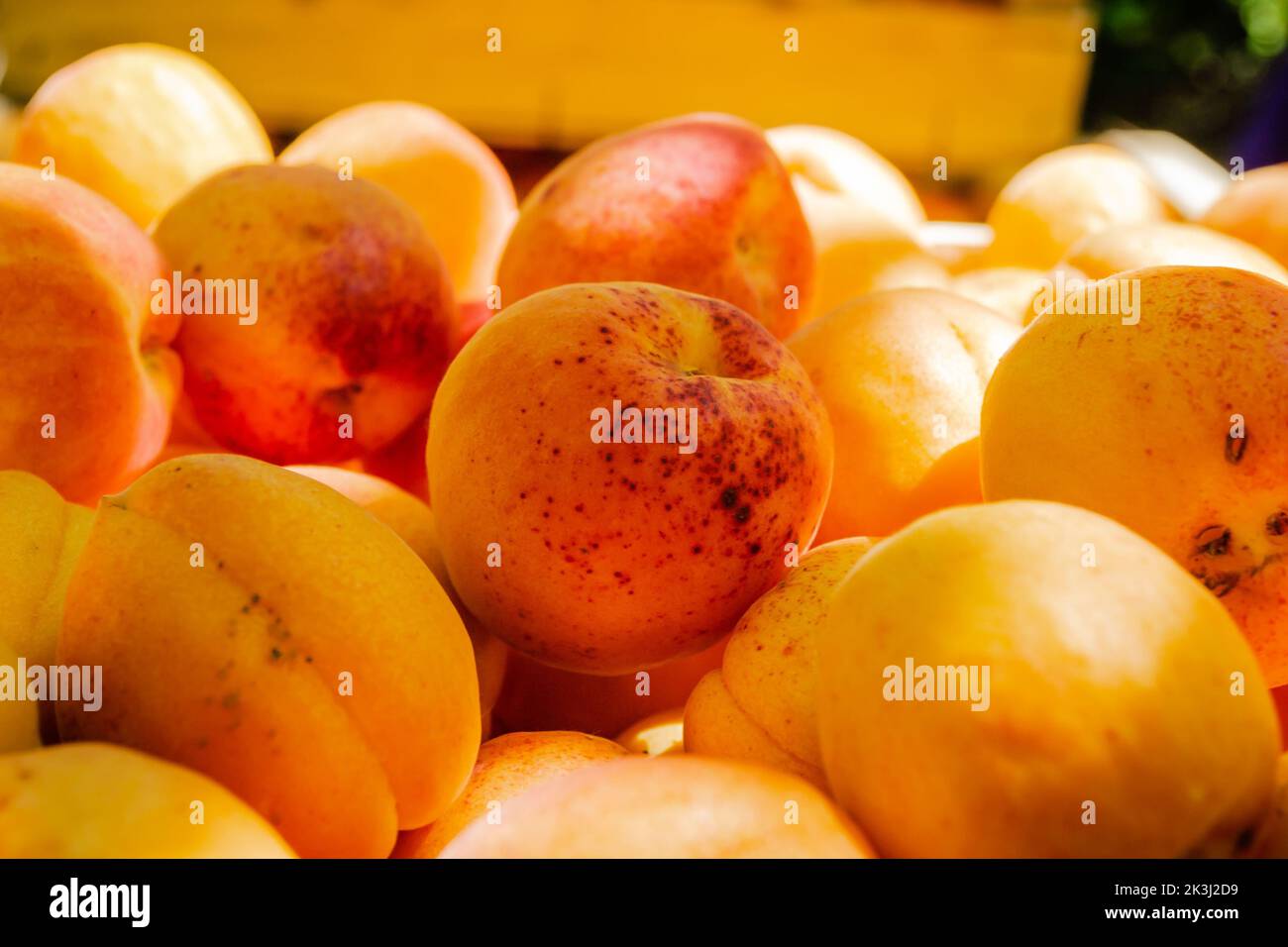 Freshly picked ripe apricot fruits illuminated by the morning sun ...