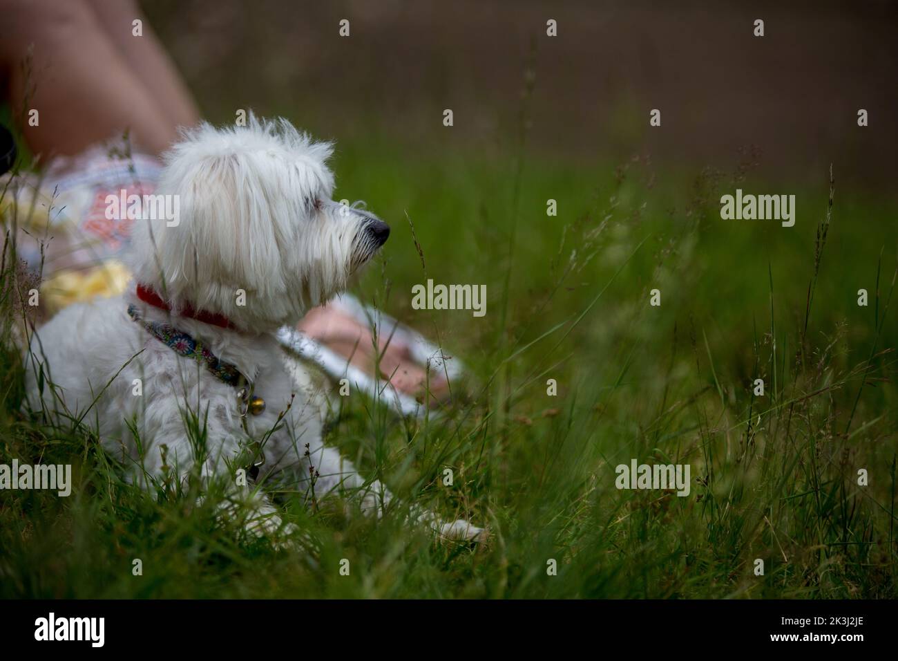 A white Maltese dog with collar sitting on green grass near feet of its ...