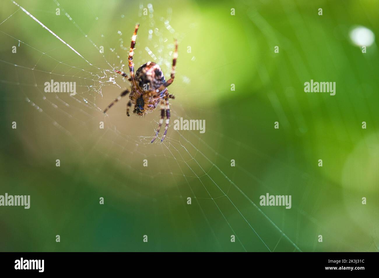 Cross spider in a spider web, lurking for prey. Blurred background. A ...
