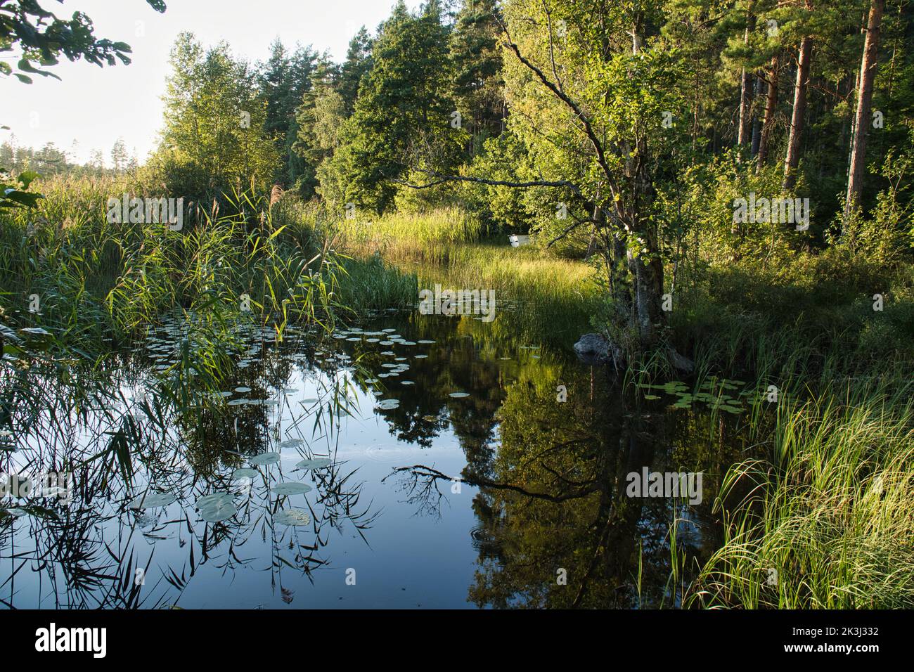 Blueberries in swedish forest hi-res stock photography and images - Alamy