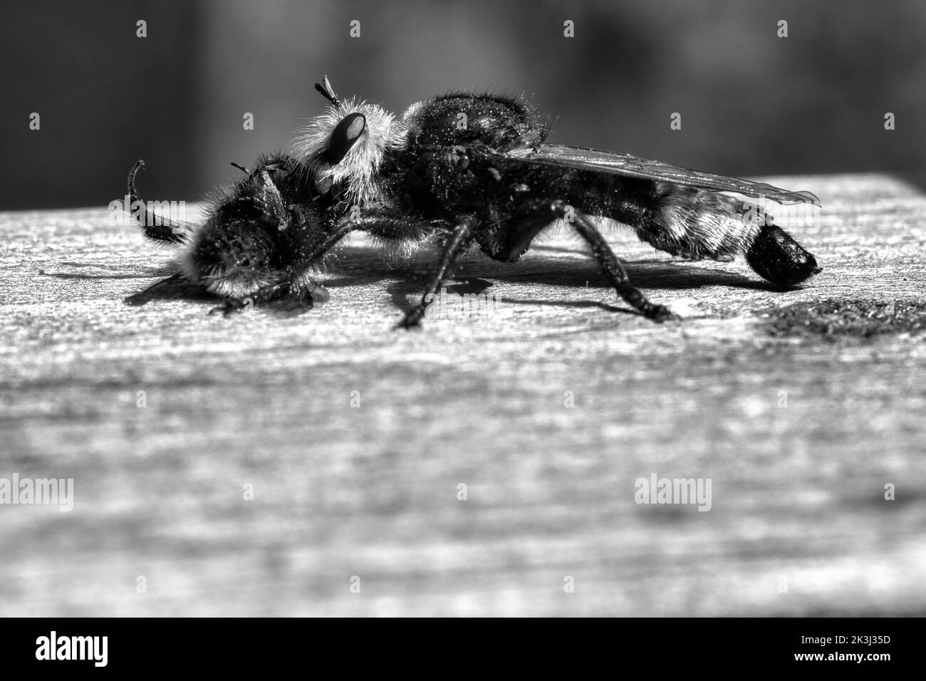 Yellow murder fly or yellow robber fly as black and white image with a ...