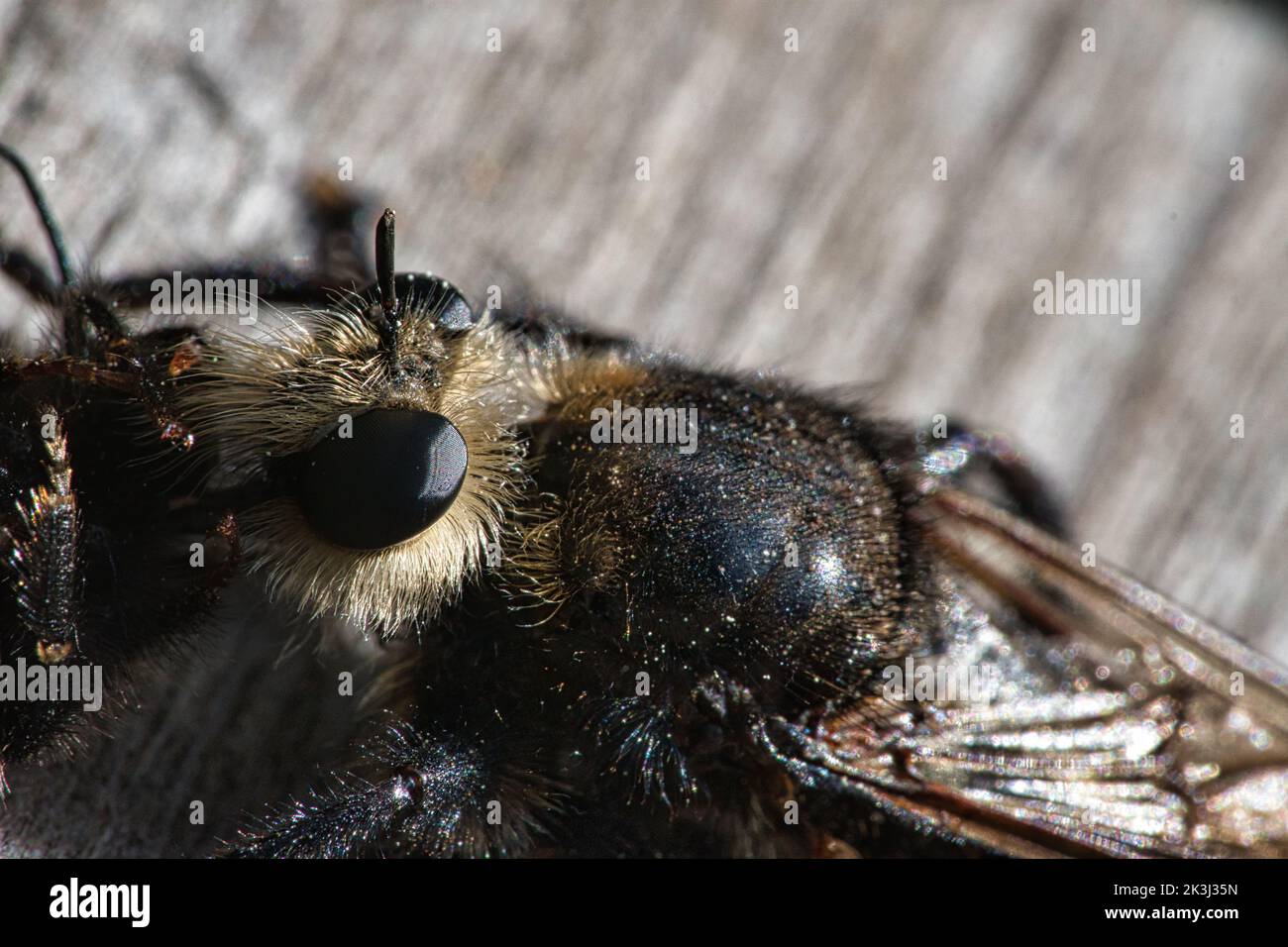 Insect proboscis macro hi-res stock photography and images - Alamy