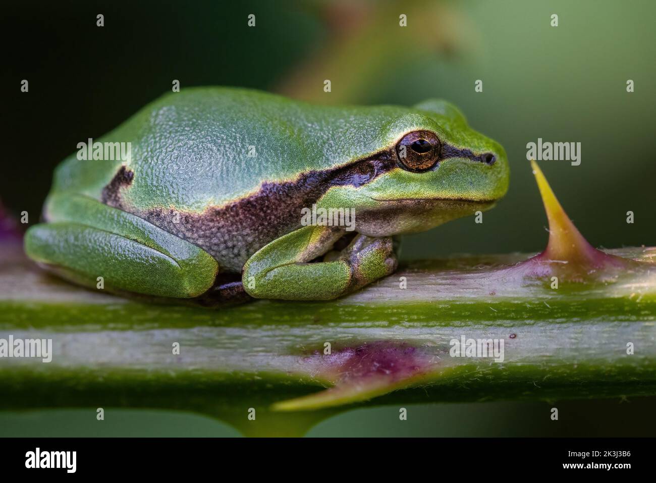 A European tree frog on a plant Stock Photo - Alamy